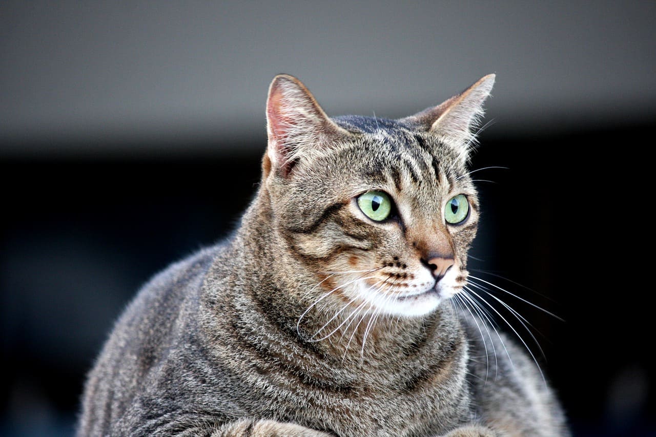 ¿Qué riesgos existen para mi gato si tiene sobrepeso o es obeso ...