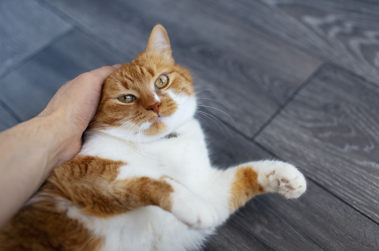 Cosas que a los gatos no le gustan de los humanos | Doctora Cats