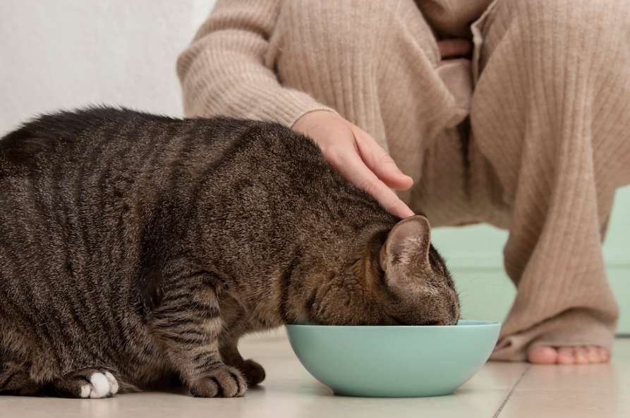 CUIDADOS DE UN GATO CUANDO LLEGA EL CALOR | Doctora Cats