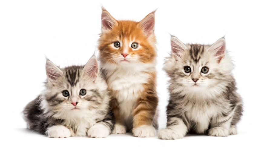 LA IMPORTANCIA DE LA SOCIALIZACIÓN EN GATOS A TEMPRANA EDAD | Doctora Cats