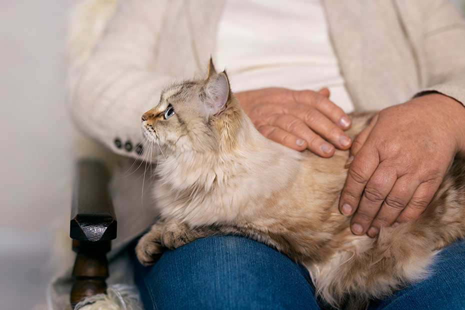 IBD en gatos: la causa oculta de vómitos y diarreas crónicas | Doctora Cats