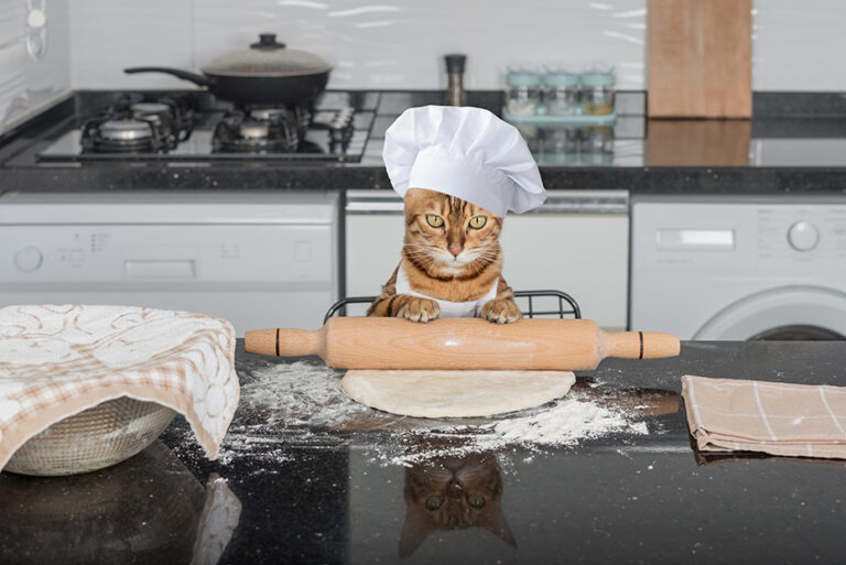 ¿Por qué amasan los gatos? | Doctora Cats